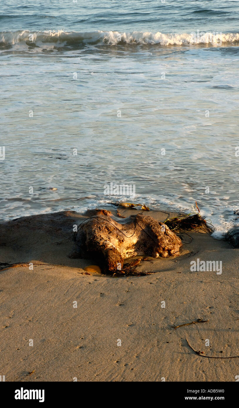 Wave & Driftwood. Bacara (Haskell's) beach California Stock Photo - Alamy