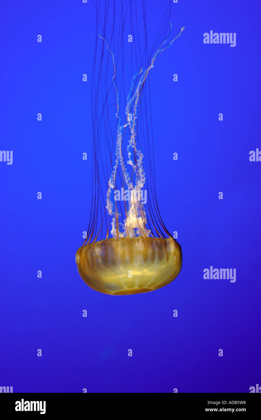 Phylum cnidaria jellyfish hi-res stock photography and images - Alamy