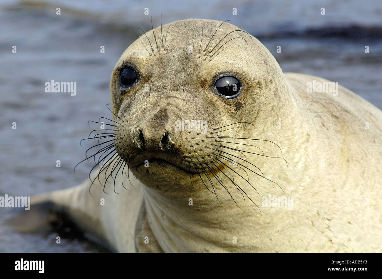 Female Northern Elephant Seal, [mirounga,angustirostris] at the San ...