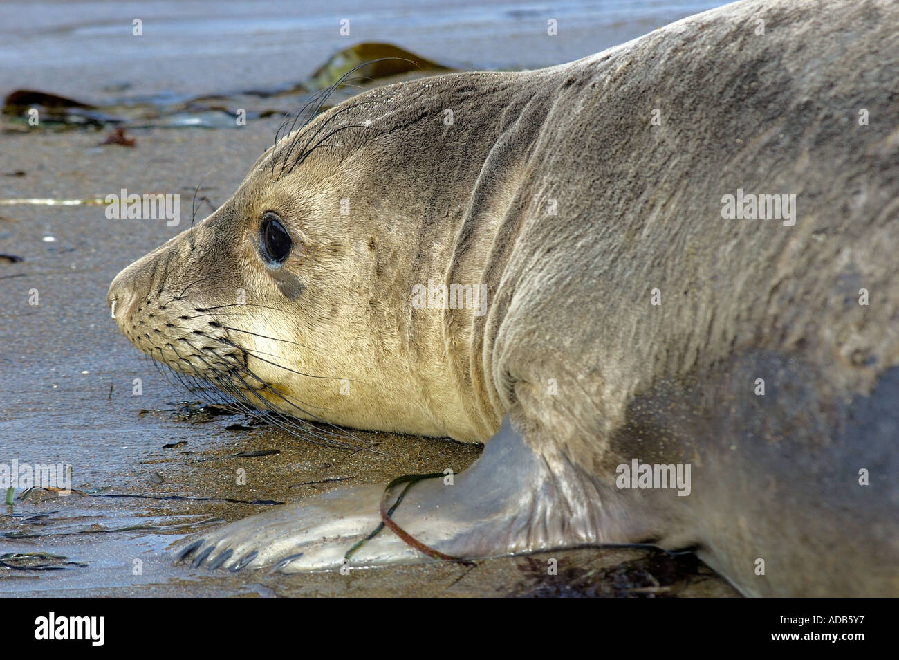 Female elephant seal with cub hi-res stock photography and images - Alamy