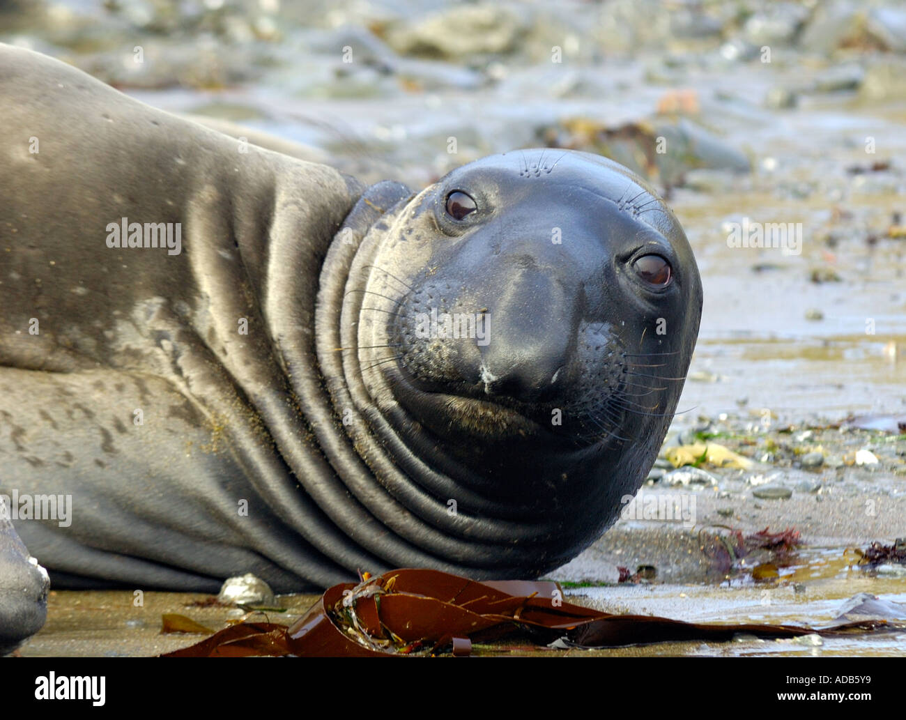An inquisitive (and comic) young Northern Elephant Seal male, [mirounga ...