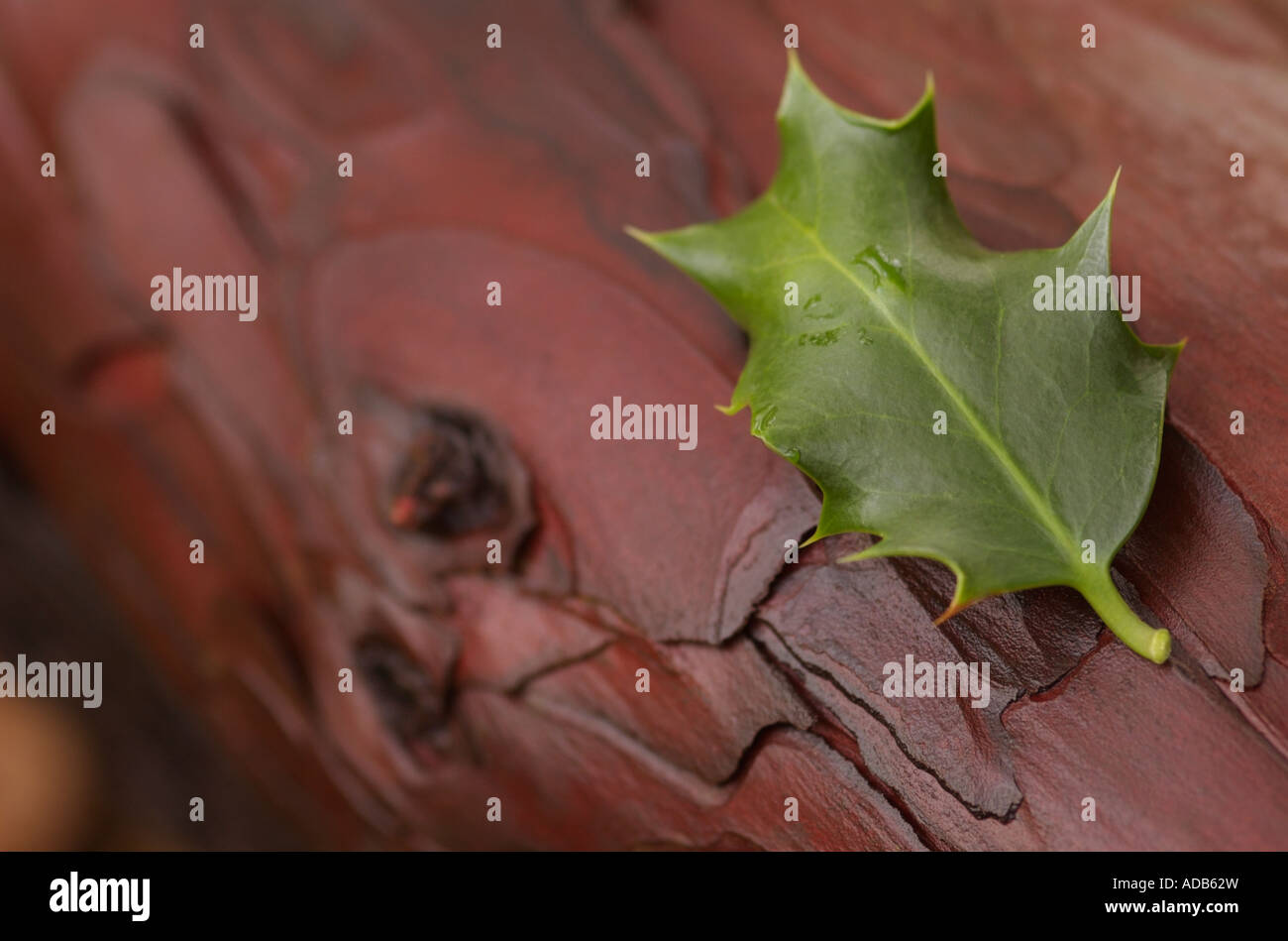 Holly leaf on red bark Stock Photo - Alamy