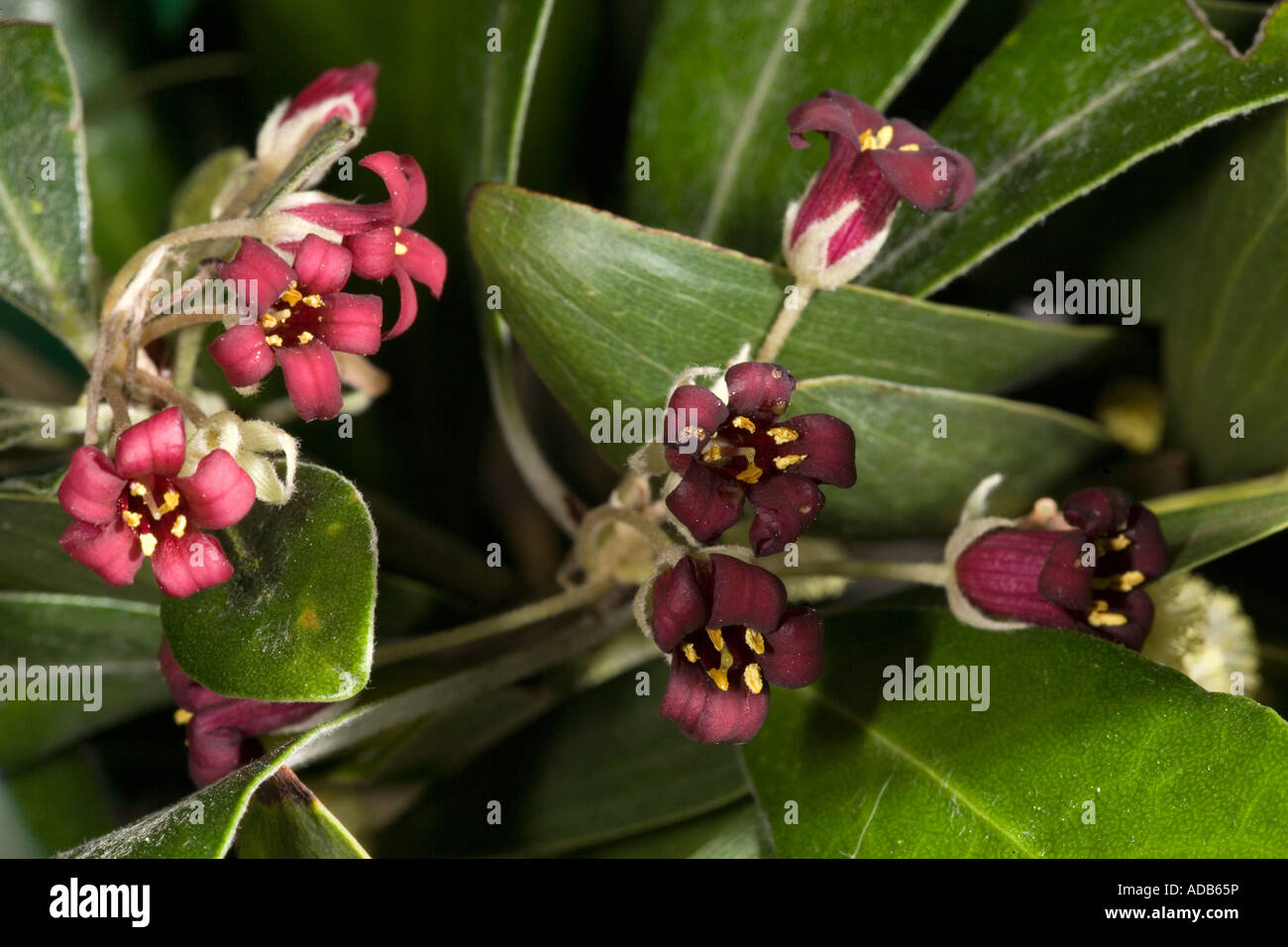 Pittosporum crassifolium karo hi-res stock photography and images - Alamy