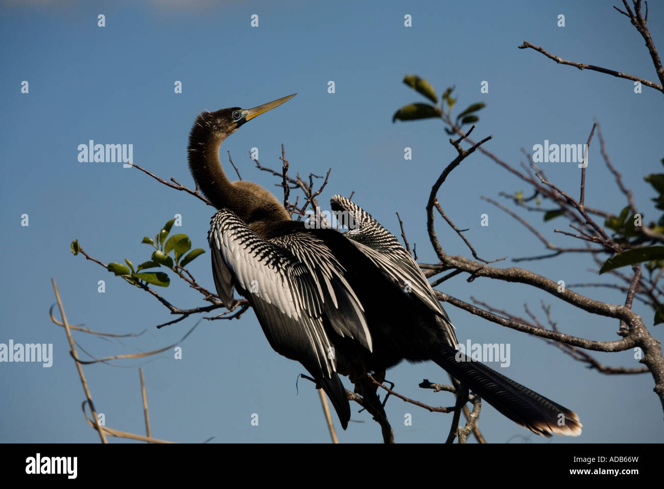 Anhinga or snake bird Protected species in the USA Stock Photo - Alamy