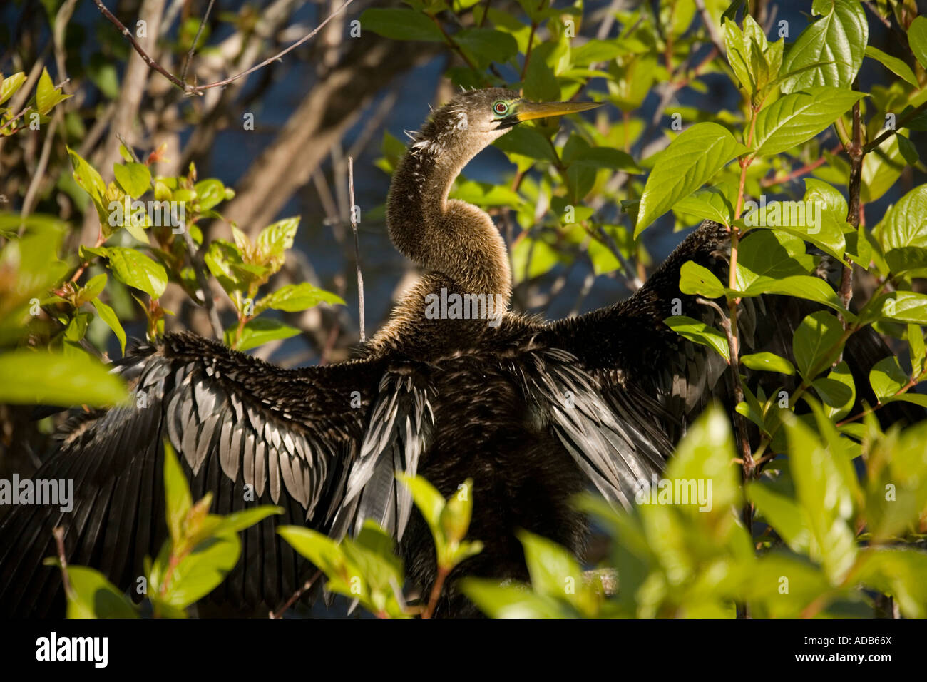 Wetland bird species hi-res stock photography and images - Alamy