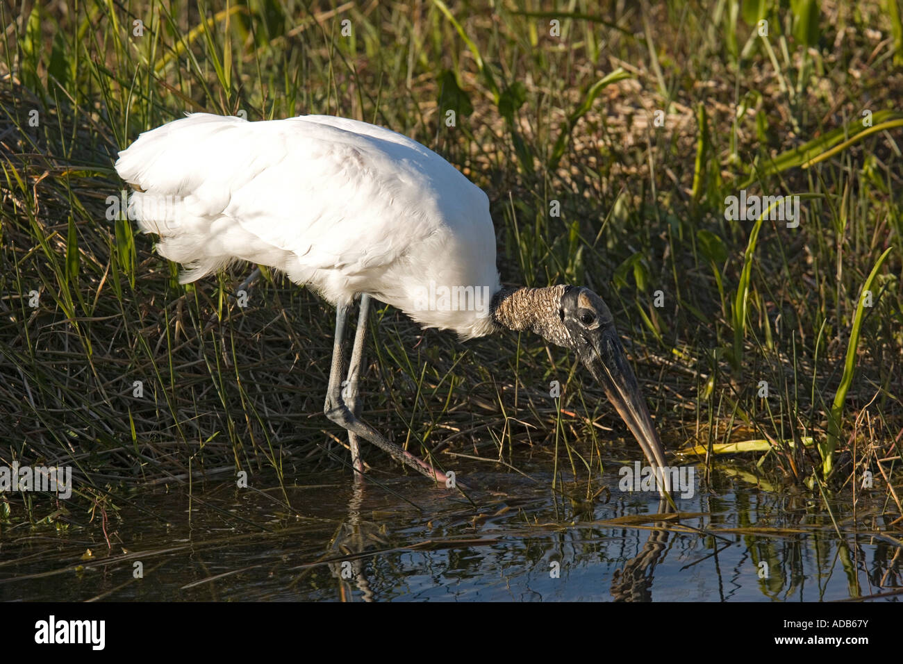 Rare stork hi-res stock photography and images - Alamy