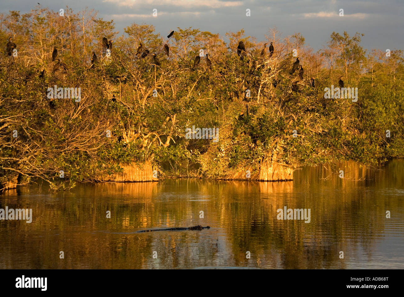 American alligator nest hi-res stock photography and images - Alamy