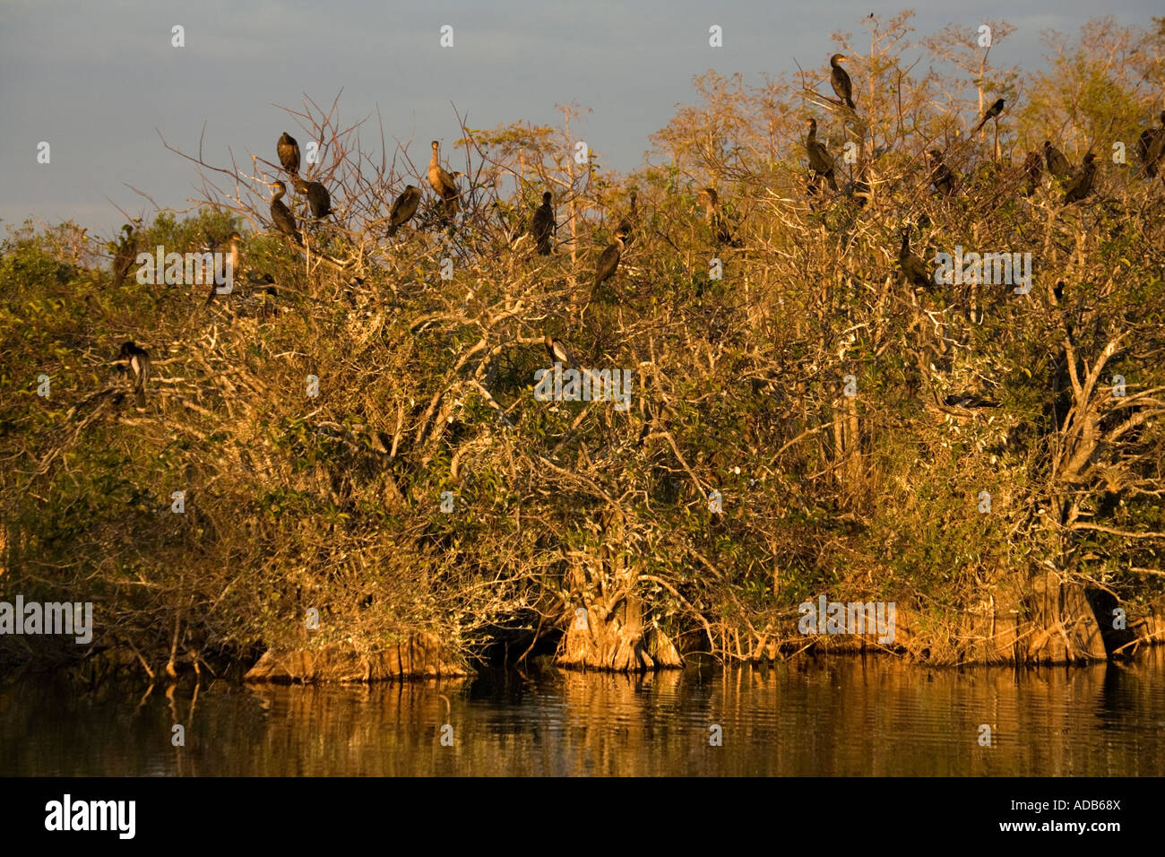 Double crested cormorant breeding colony in mangroves Stock Photo - Alamy