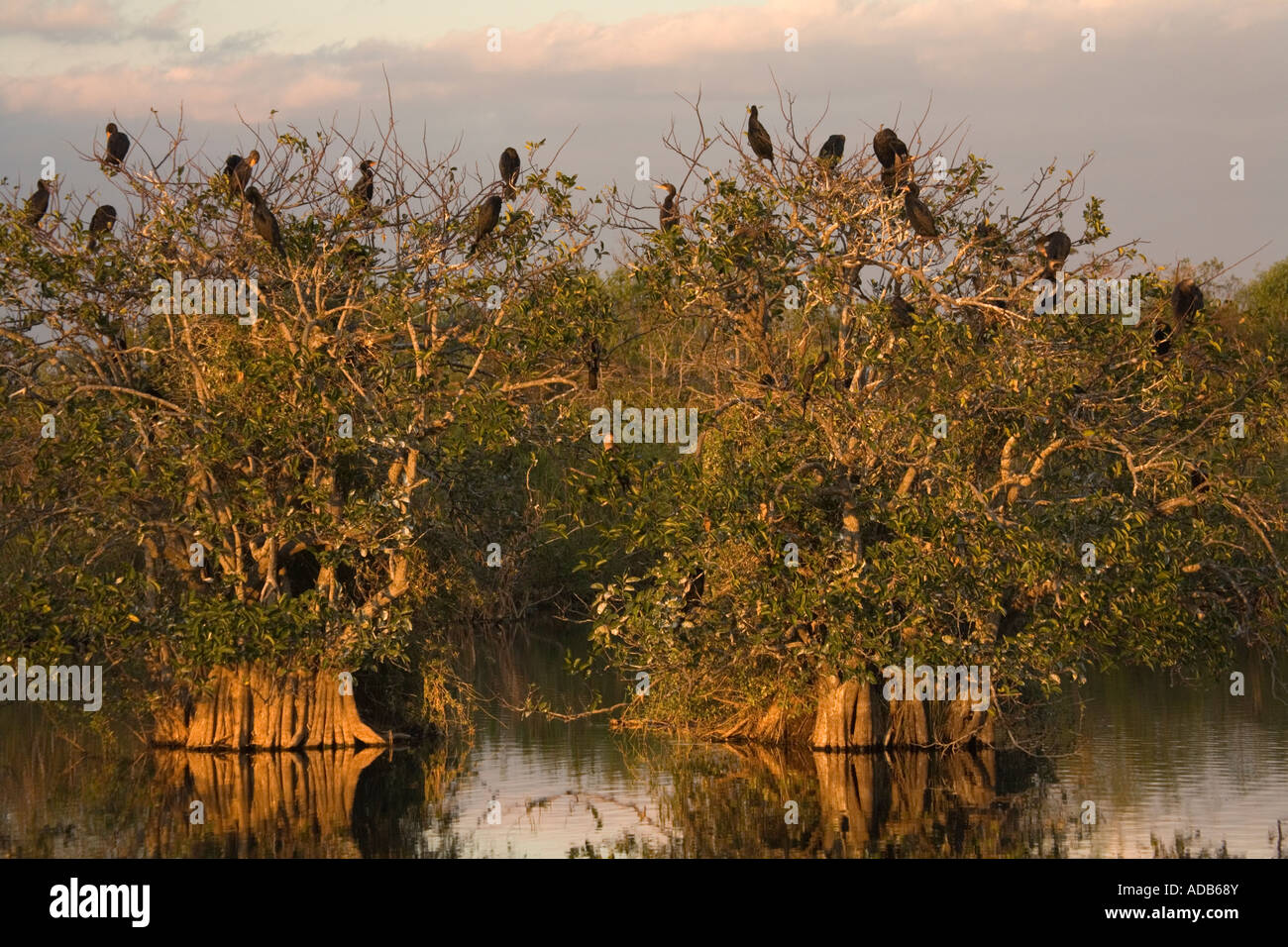 Double crested cormorant breeding colony in mangroves Stock Photo - Alamy