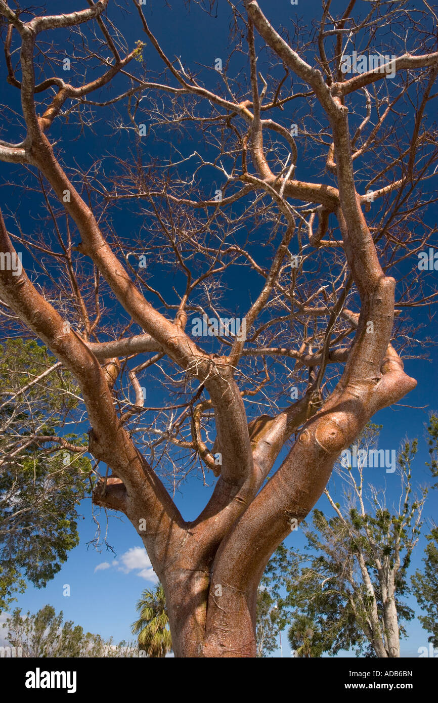 Gumbo limbo tree hi-res stock photography and images - Alamy
