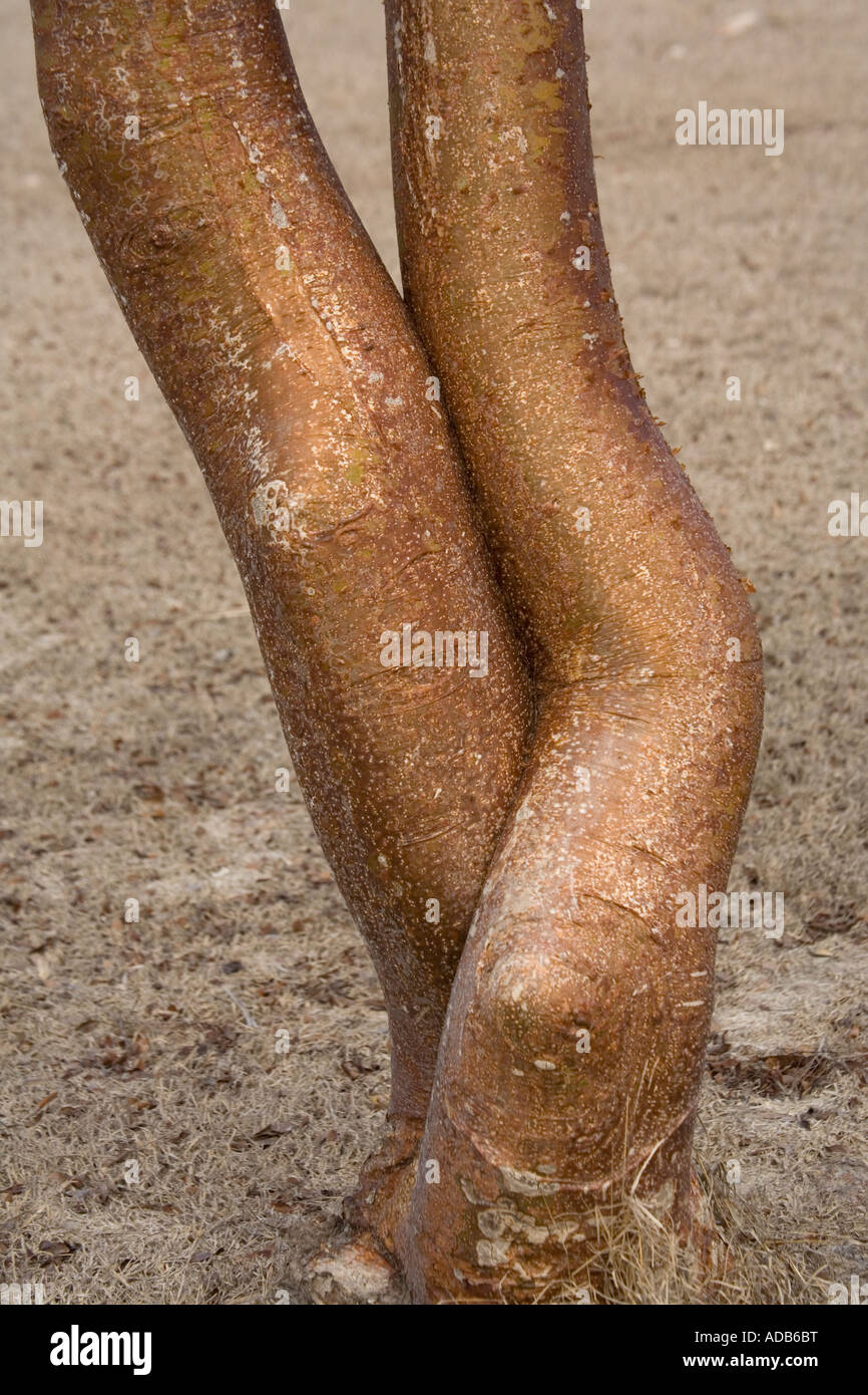 Gumbo limbo tree (Bursera simaruba) trunk, close-up Stock Photo - Alamy