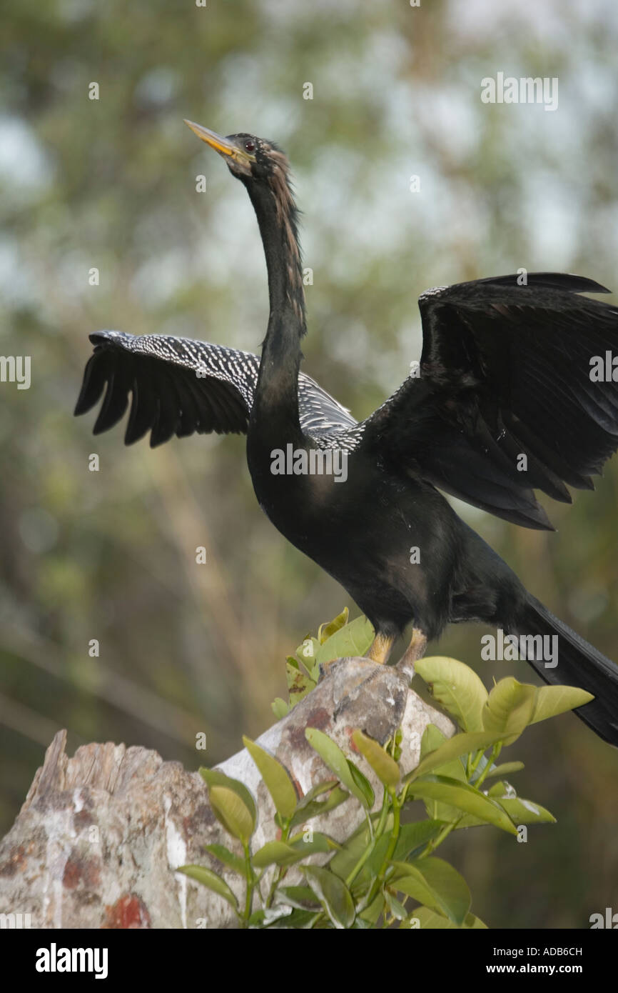 Anhinga (Anhinga anhinga) perched, spreading wings Stock Photo - Alamy