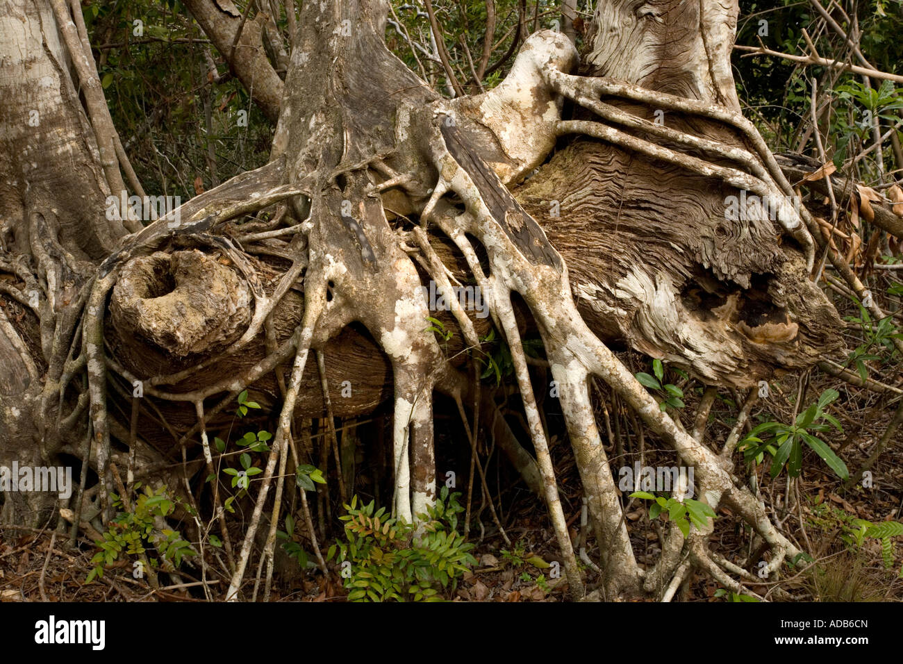 Clasping Roots