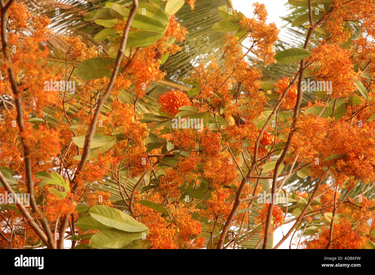 Typical Red flowers on a tree in the garden of a temple in Luang ...