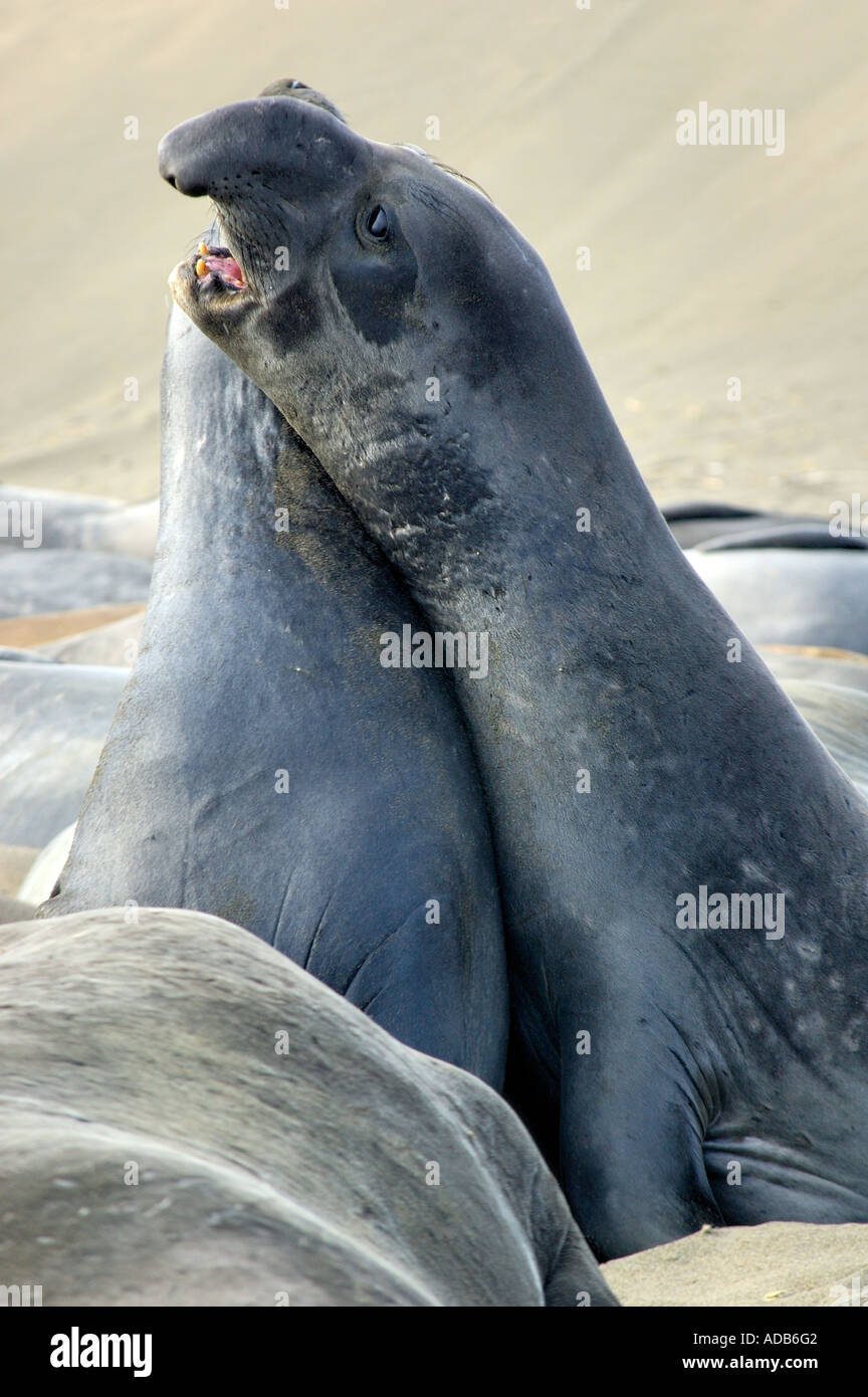 Mock whiskers hi-res stock photography and images - Alamy