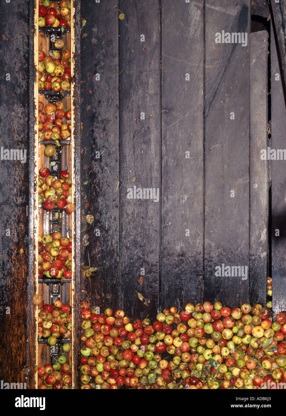 Stoke Red and Yarlington Mill apples Burrow Hill Cider Farm Kingsbury ...