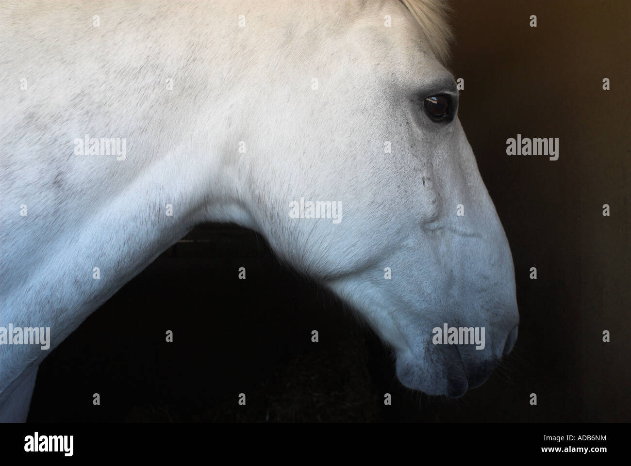 Grey horse in stable Stock Photo - Alamy