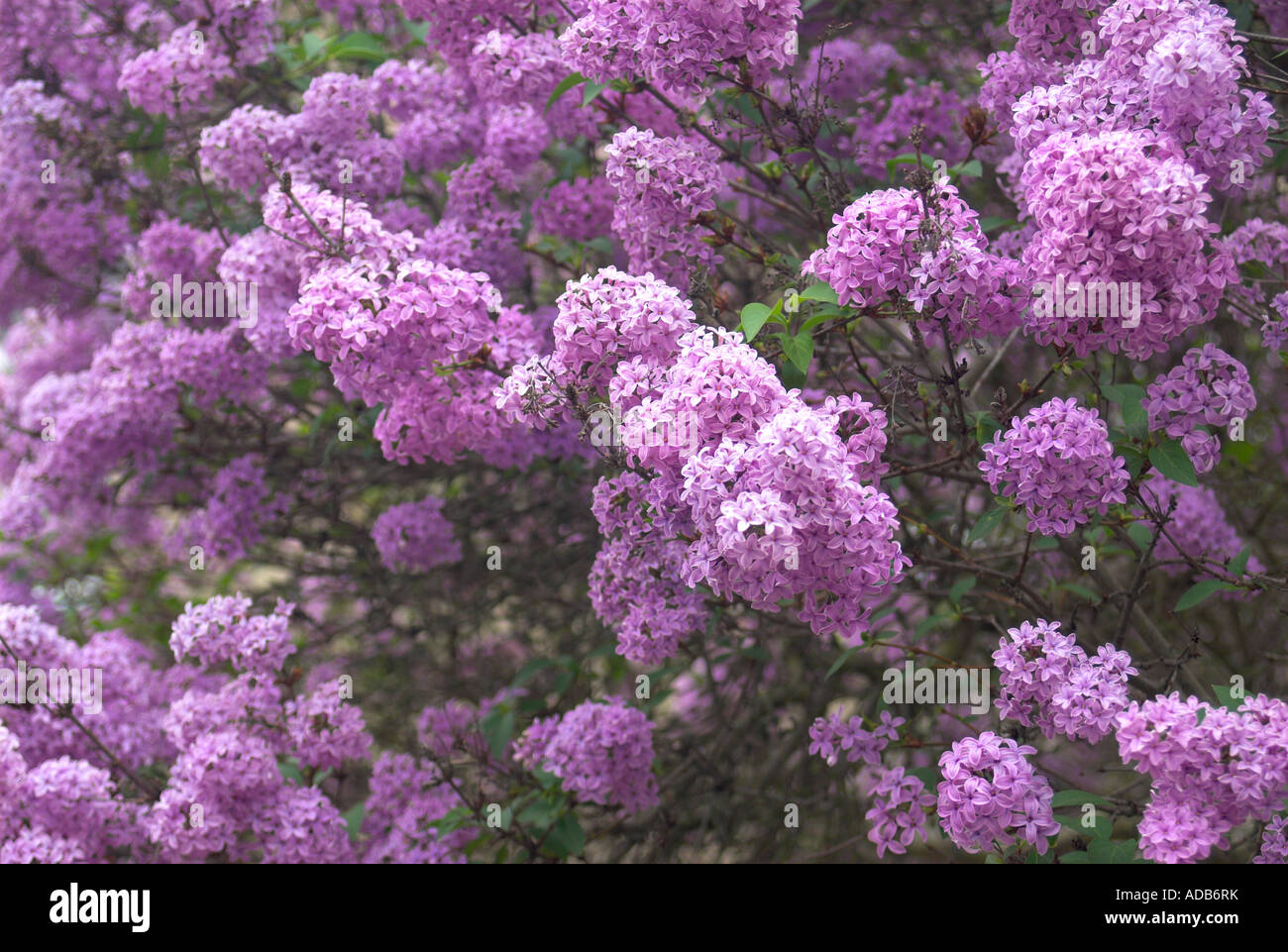 Lilac bush in blossom Stock Photo - Alamy