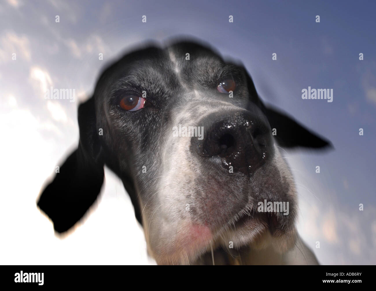 Dog ( Pointer) looking into camera Stock Photo - Alamy