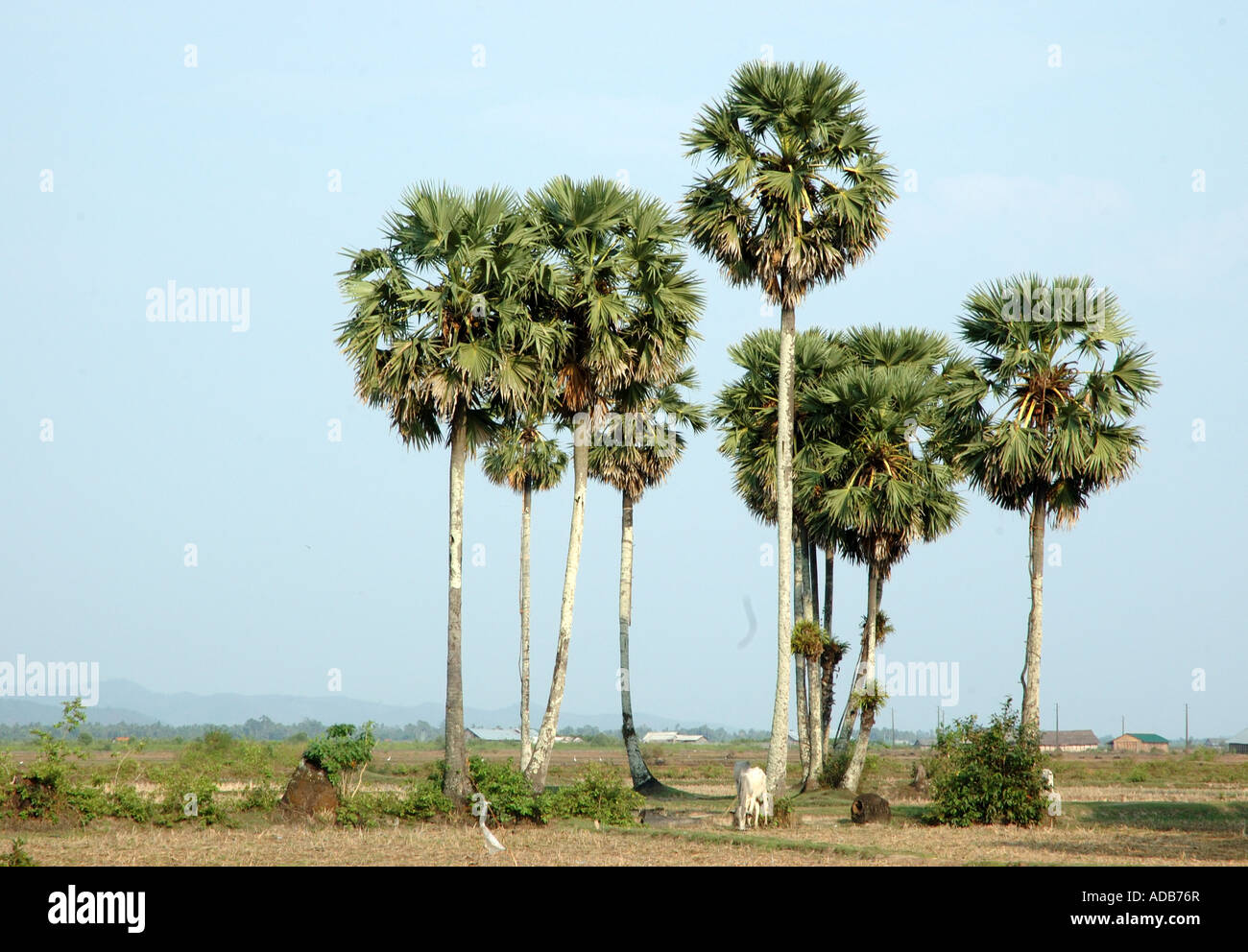 A typical landscape of rural Cambodia, Kampot Stock Photo - Alamy