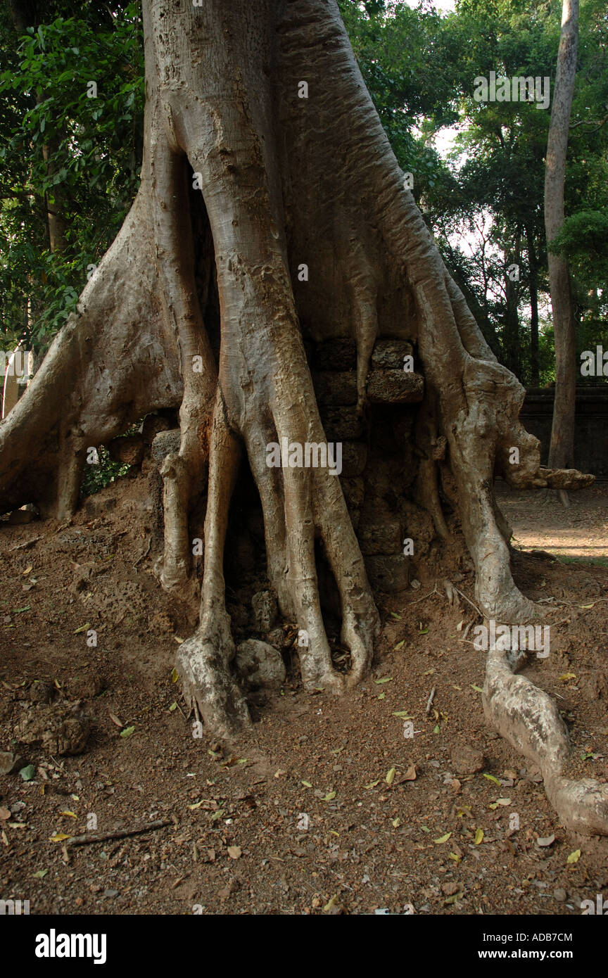 Tree roots at Angkor Wat in Cambodia Stock Photo - Alamy