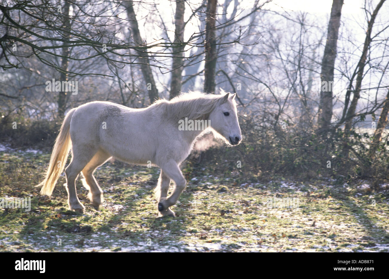 Frost horse field hi-res stock photography and images - Alamy