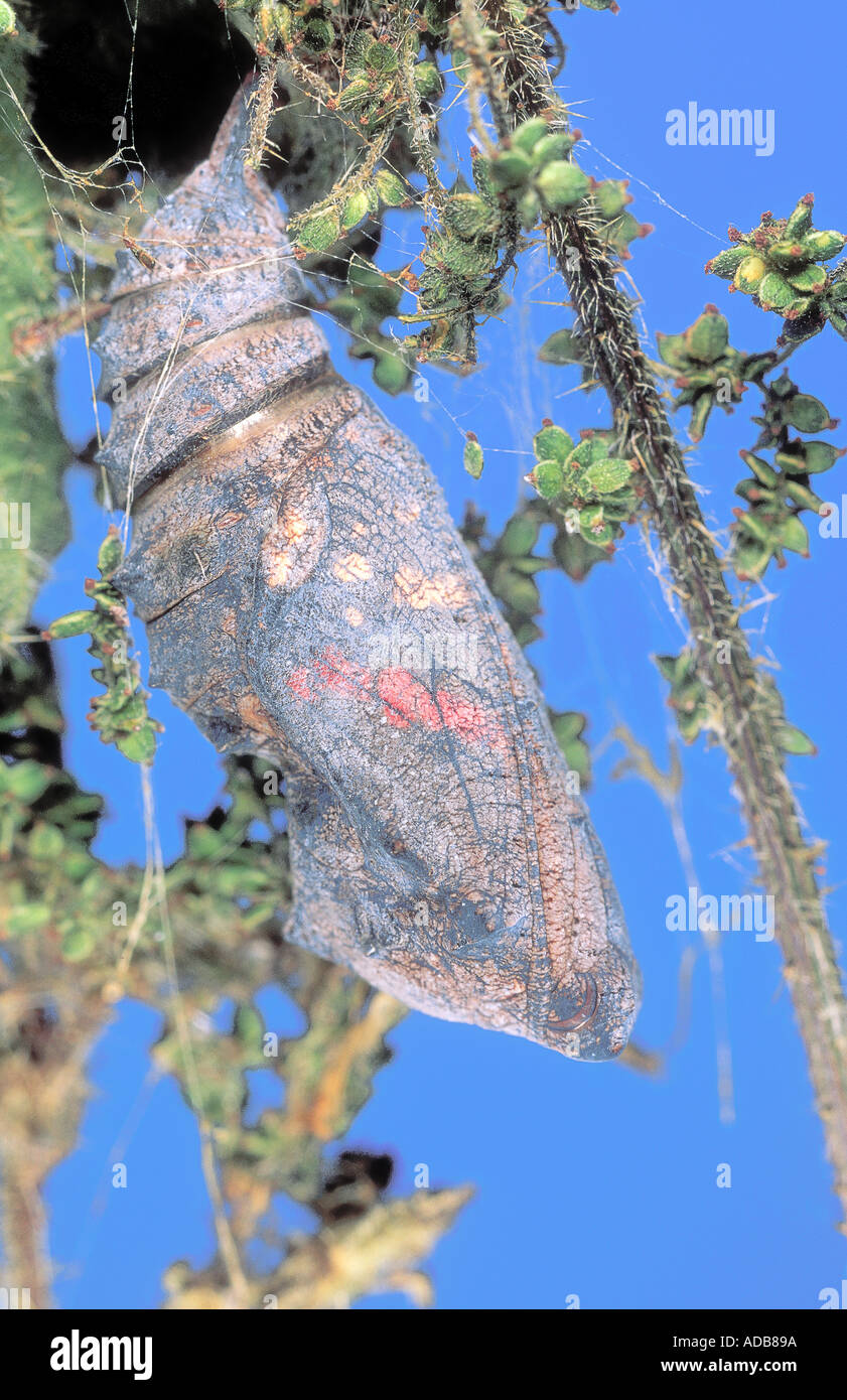 Red Admiral Butterfly emerging from its chrysalis Picture One Chrysalis ...