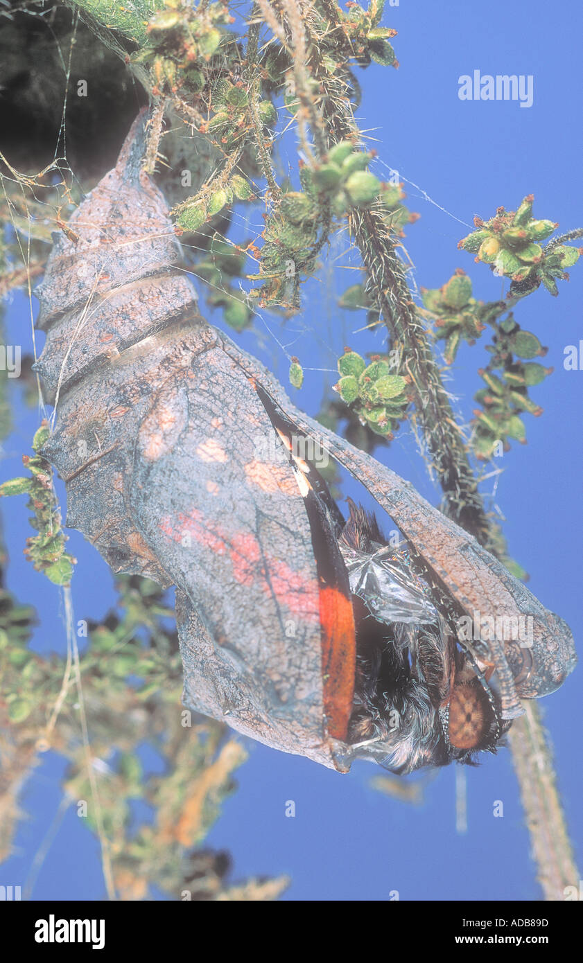 Red Admiral Butterfly emerging from its chrysalis Picture Three the ...