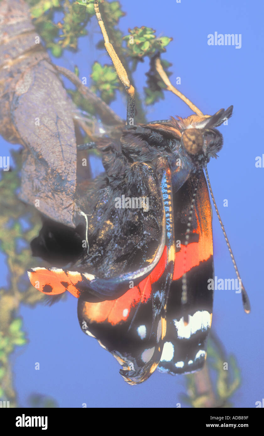 Red Admiral Butterfly emerging from its chrysalis Picture Four the ...