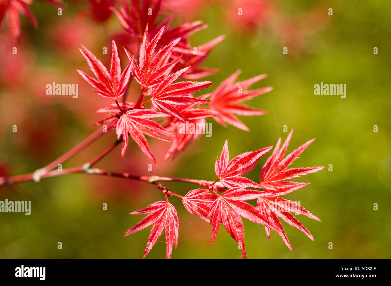 Acer palmatum dissectum atropurpureum hi-res stock photography and ...