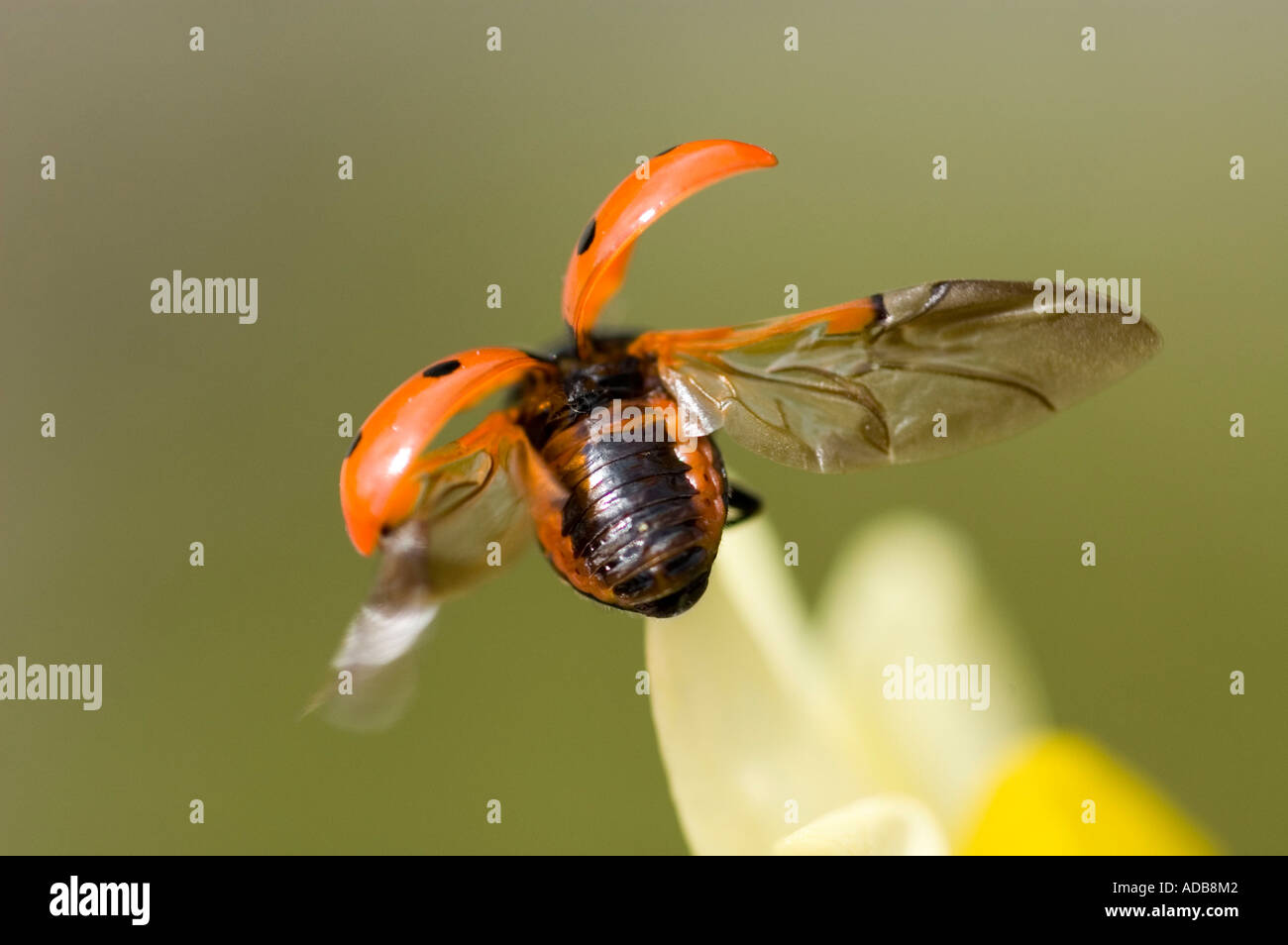 Ladybird insect flight flying hi-res stock photography and images - Alamy