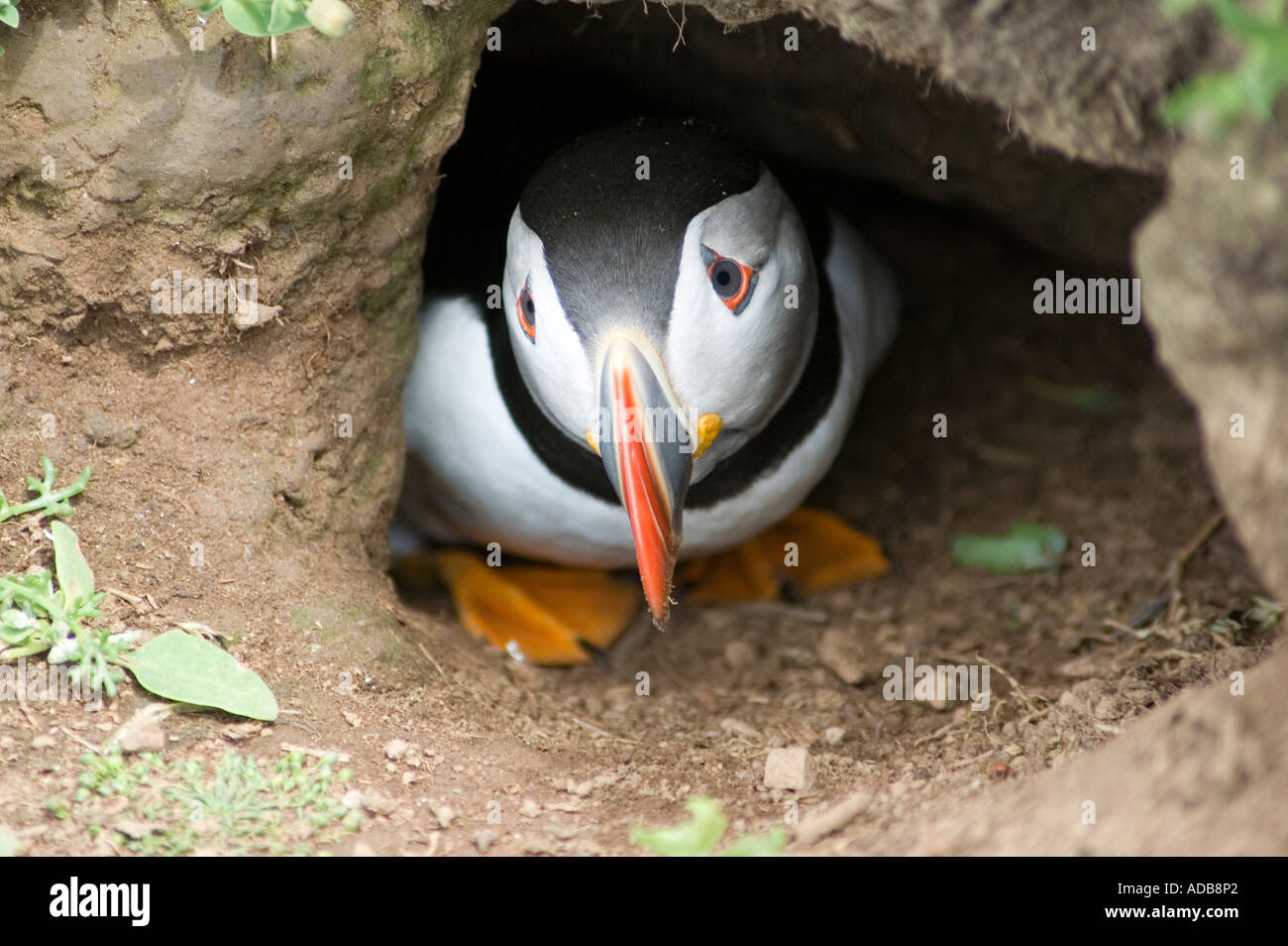 Sad puffin hi-res stock photography and images - Alamy
