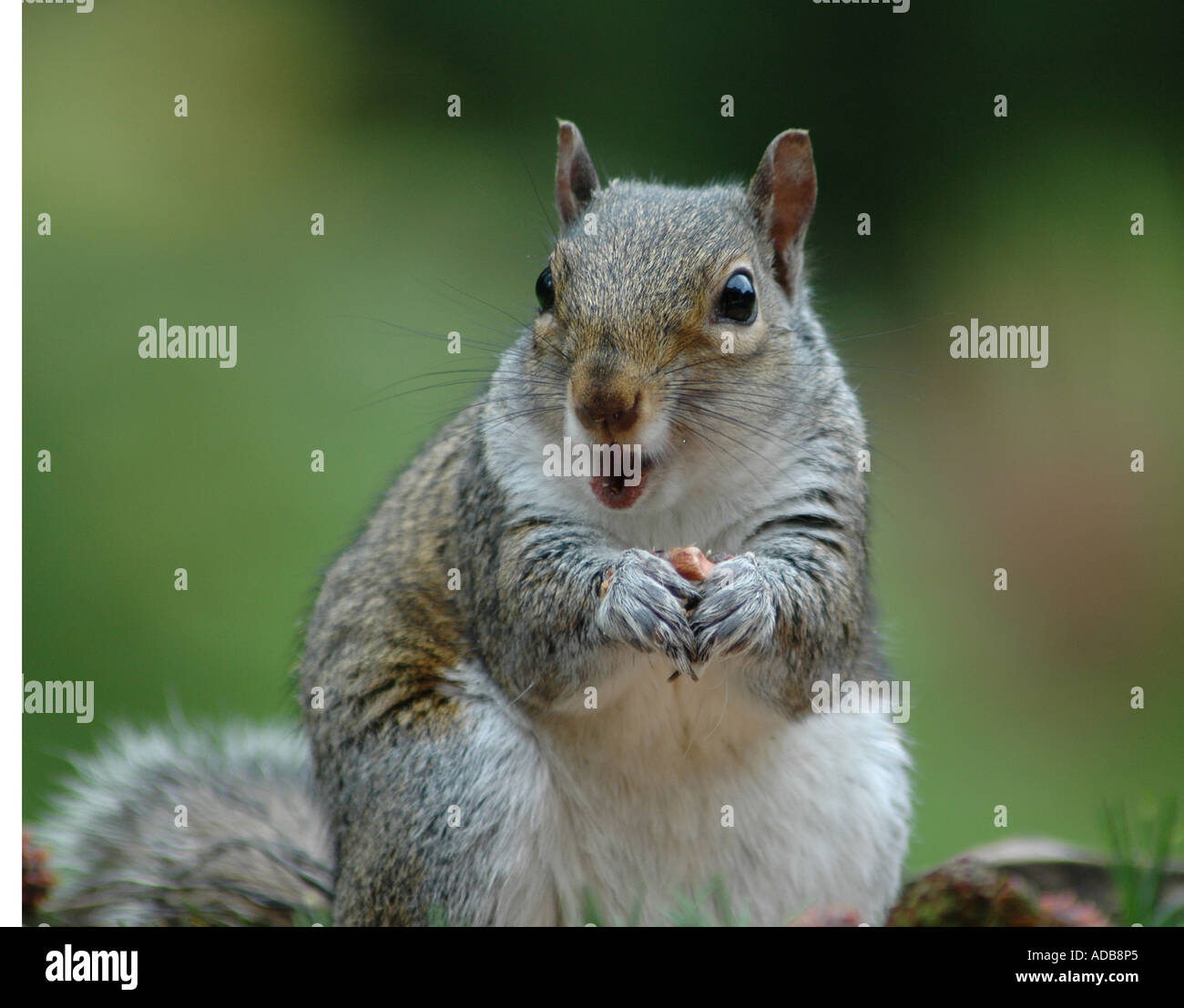Grey Squirrel UK Sciurus carolinensis Stock Photo - Alamy