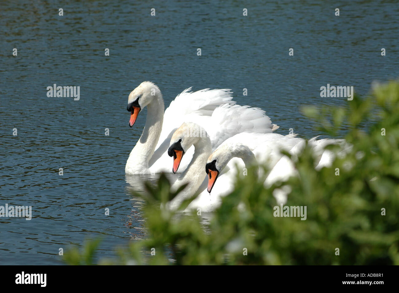 Synchro swimming hi-res stock photography and images - Alamy