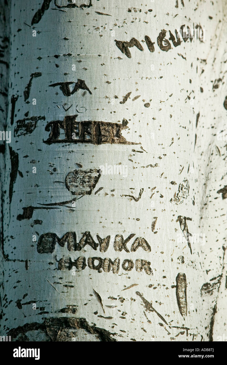 Silver birch tree trunk hi-res stock photography and images - Alamy