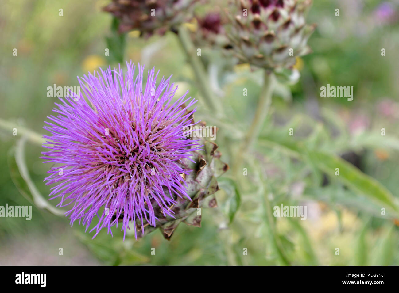 Native scotland hi-res stock photography and images - Alamy