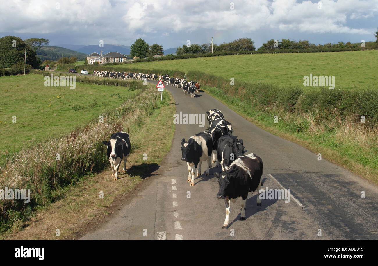 Cows going for a walk Stock Photo - Alamy