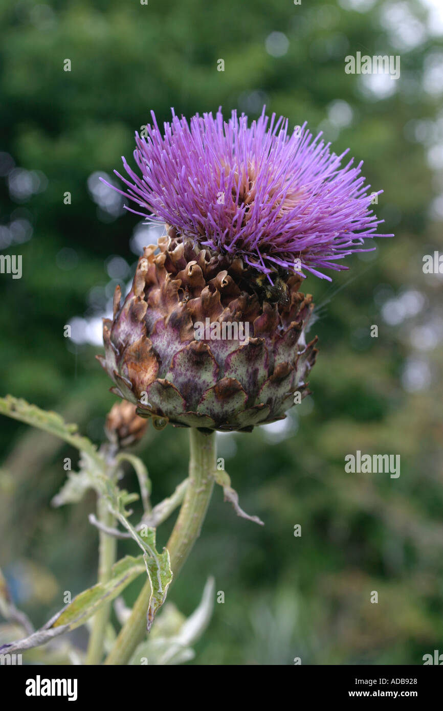 Scottish thistle pattern hi-res stock photography and images - Alamy