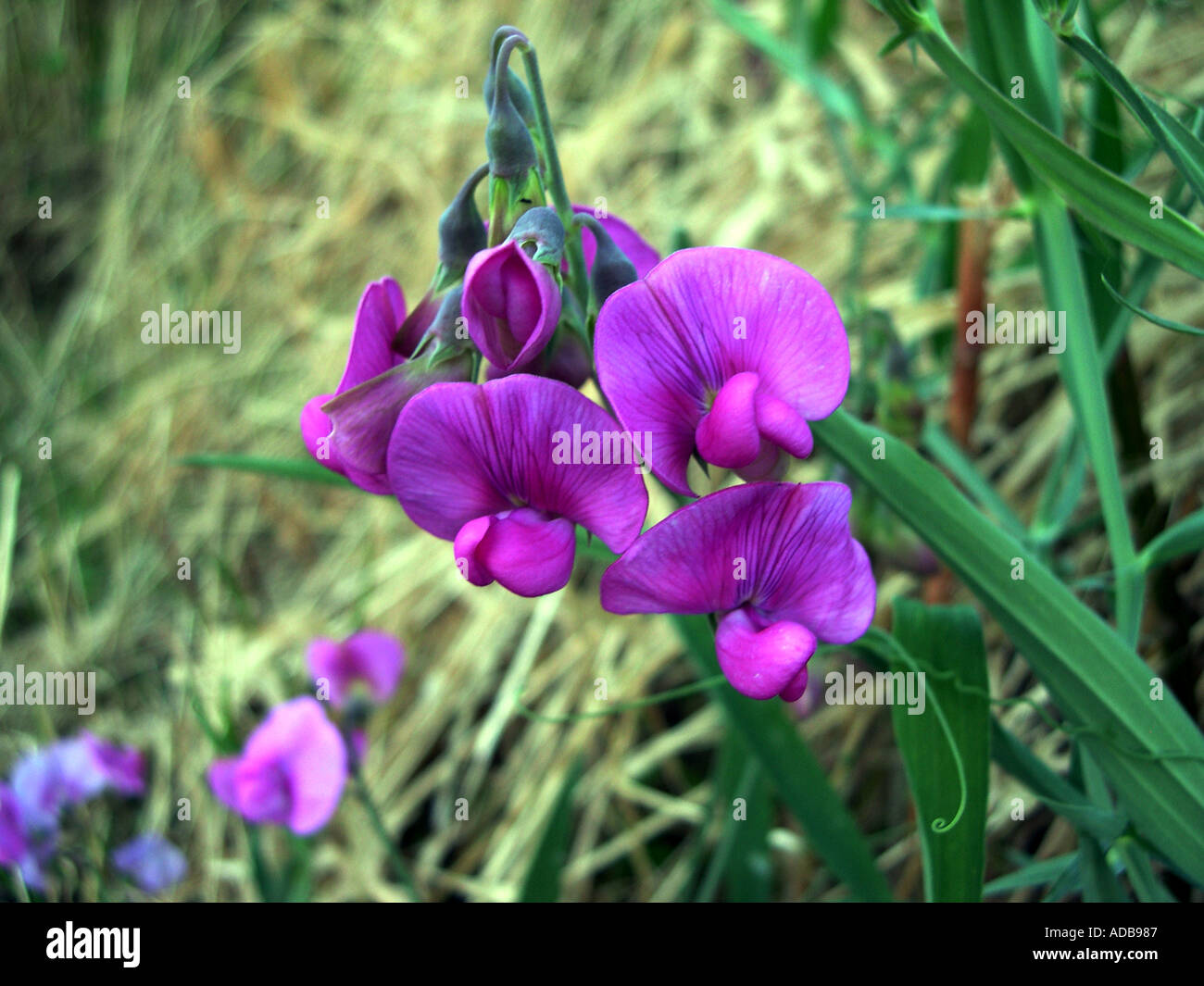 Everlasting Pea Lathyrus latifolius Stock Photo - Alamy