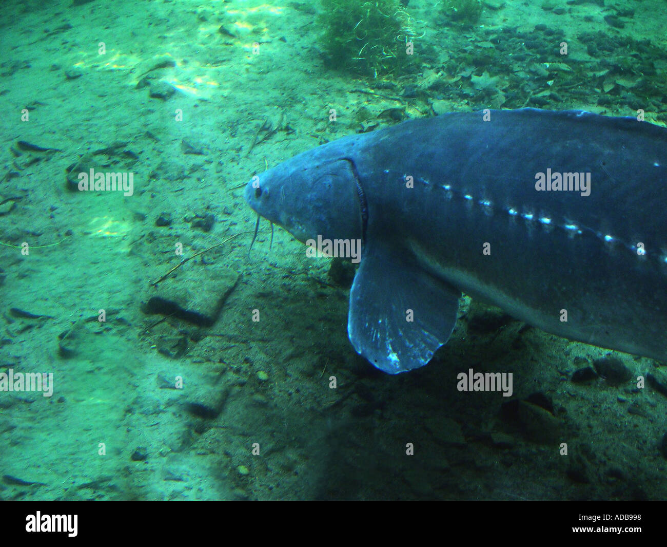 Columbia River Sturgeon Acipenser transmontanus Stock Photo - Alamy