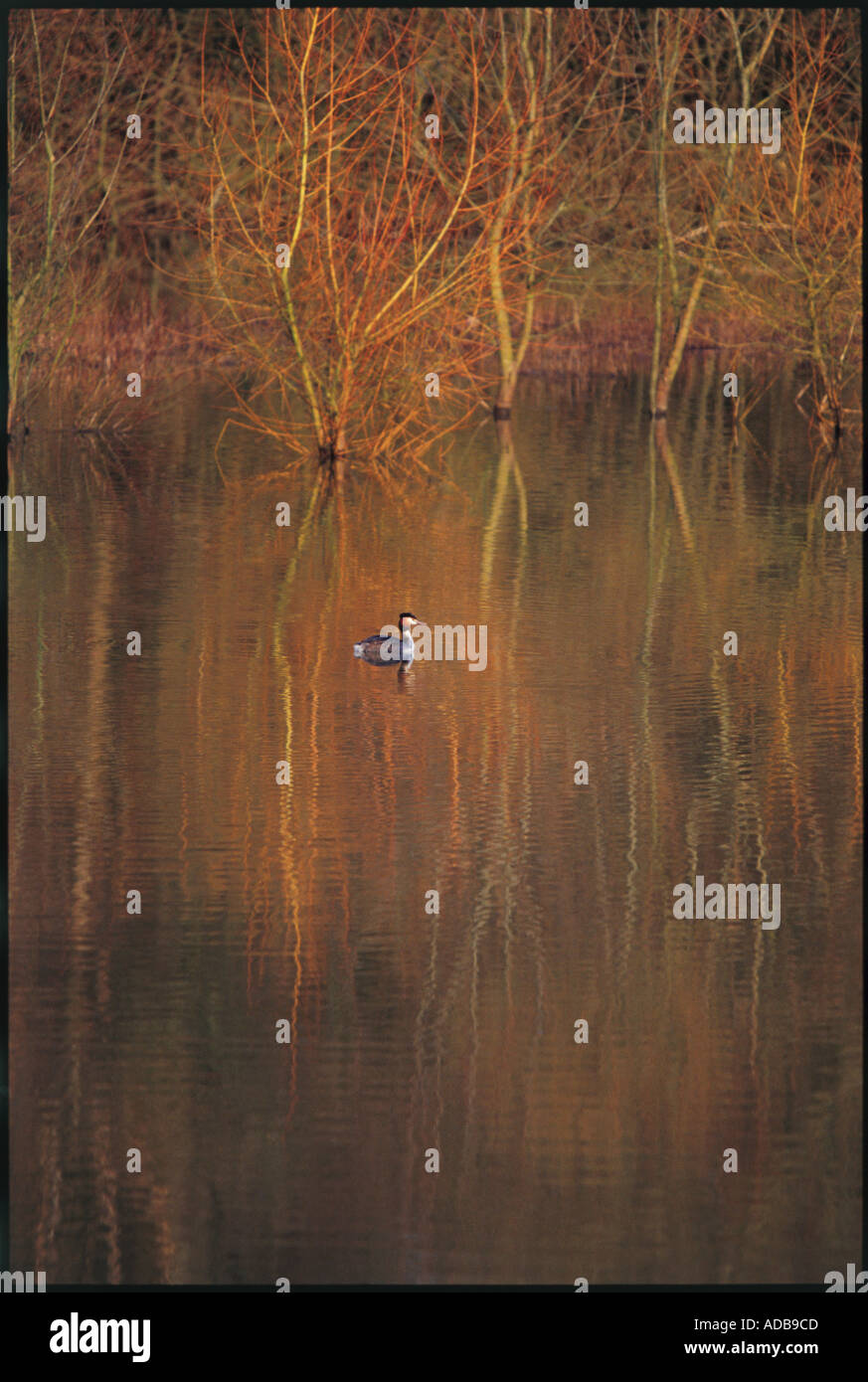 Great Crested Grebes on golden willow reflections Stock Photo - Alamy