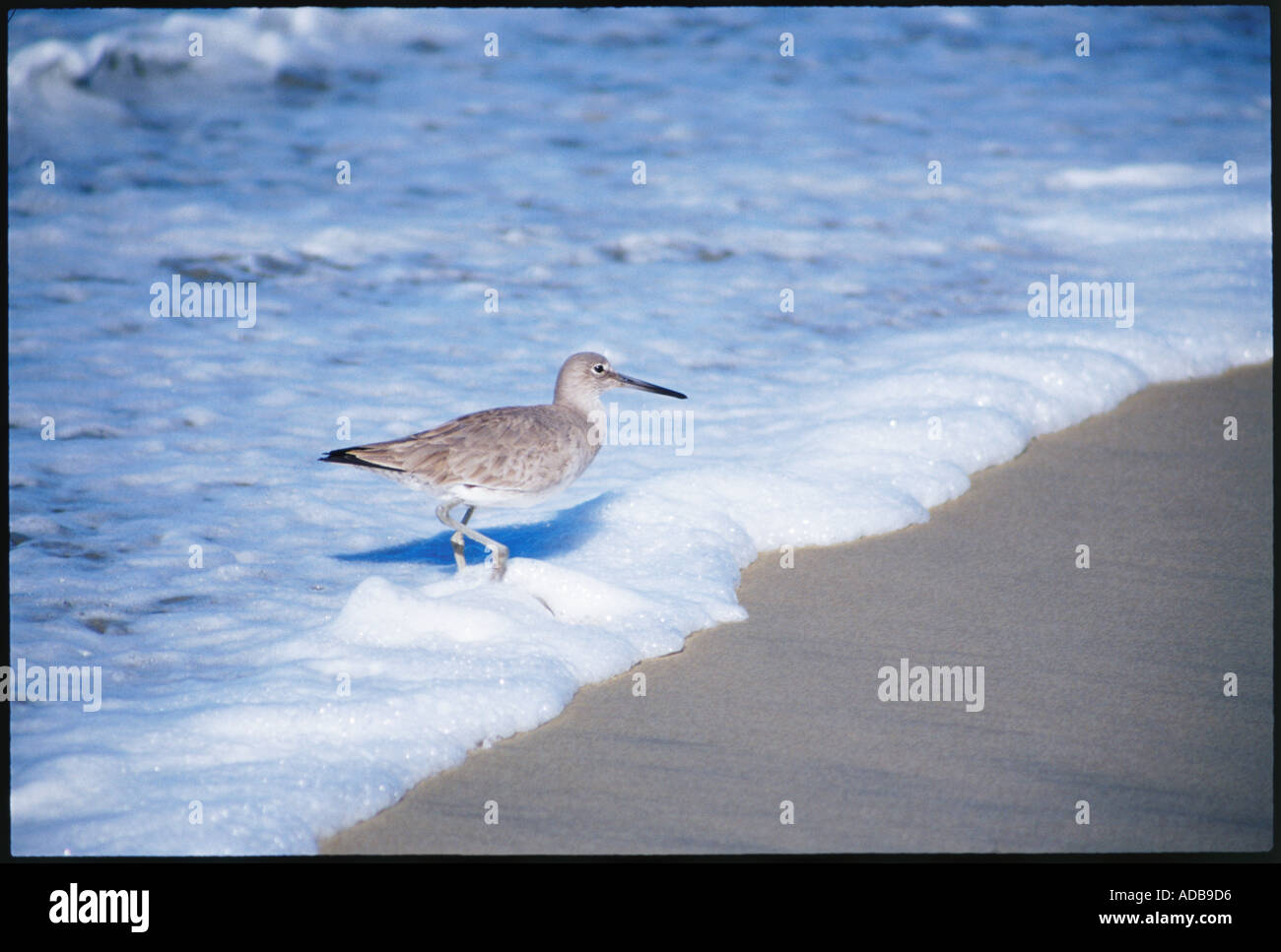 Willett on beach hi-res stock photography and images - Alamy