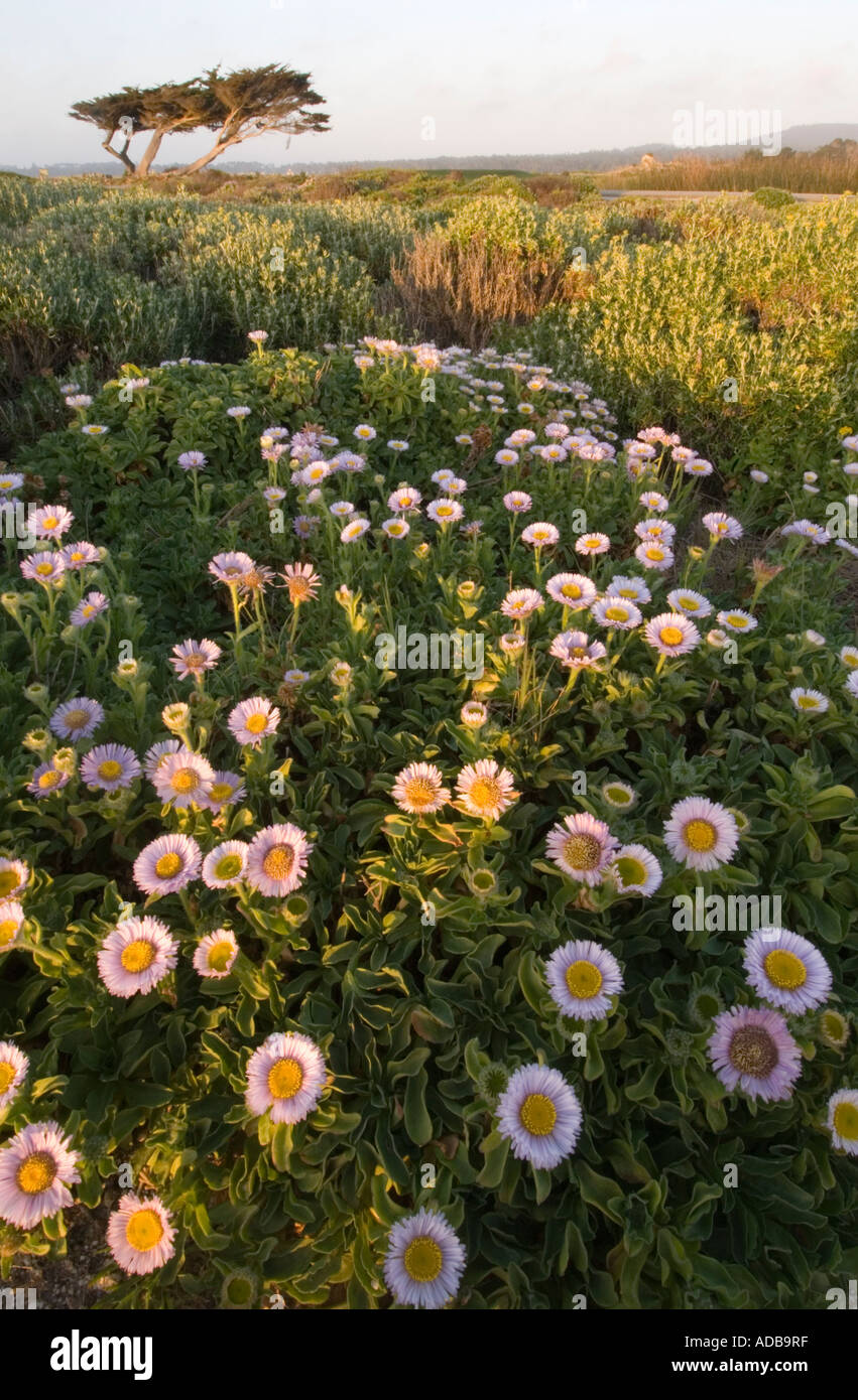 Ice plant flowers bloom california hi-res stock photography and images ...
