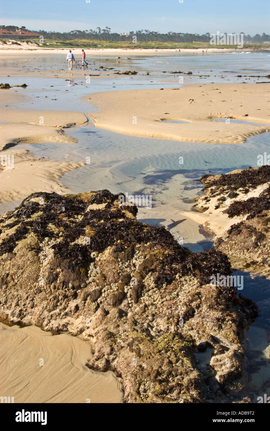Pacific Grove Beach Stock Photo - Alamy