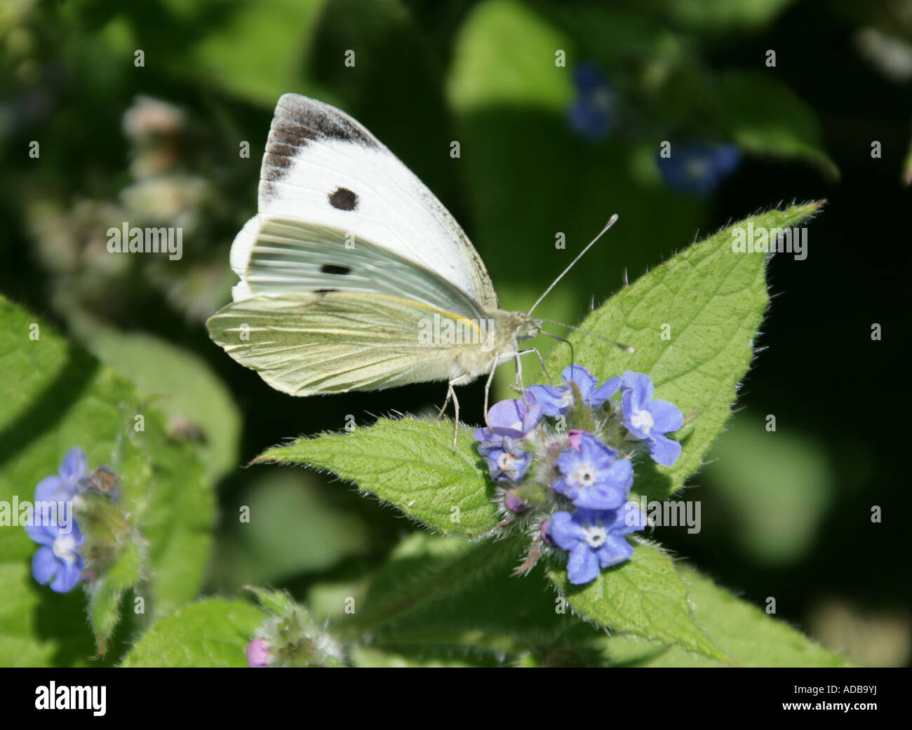 Large White Butterfly aka Large Cabbage White Butterfly, Pieris ...