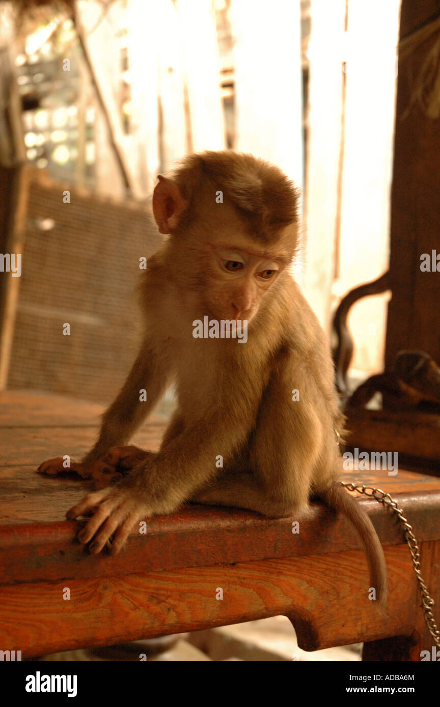 A baby monkey in Luang Prabang in Laos Stock Photo - Alamy