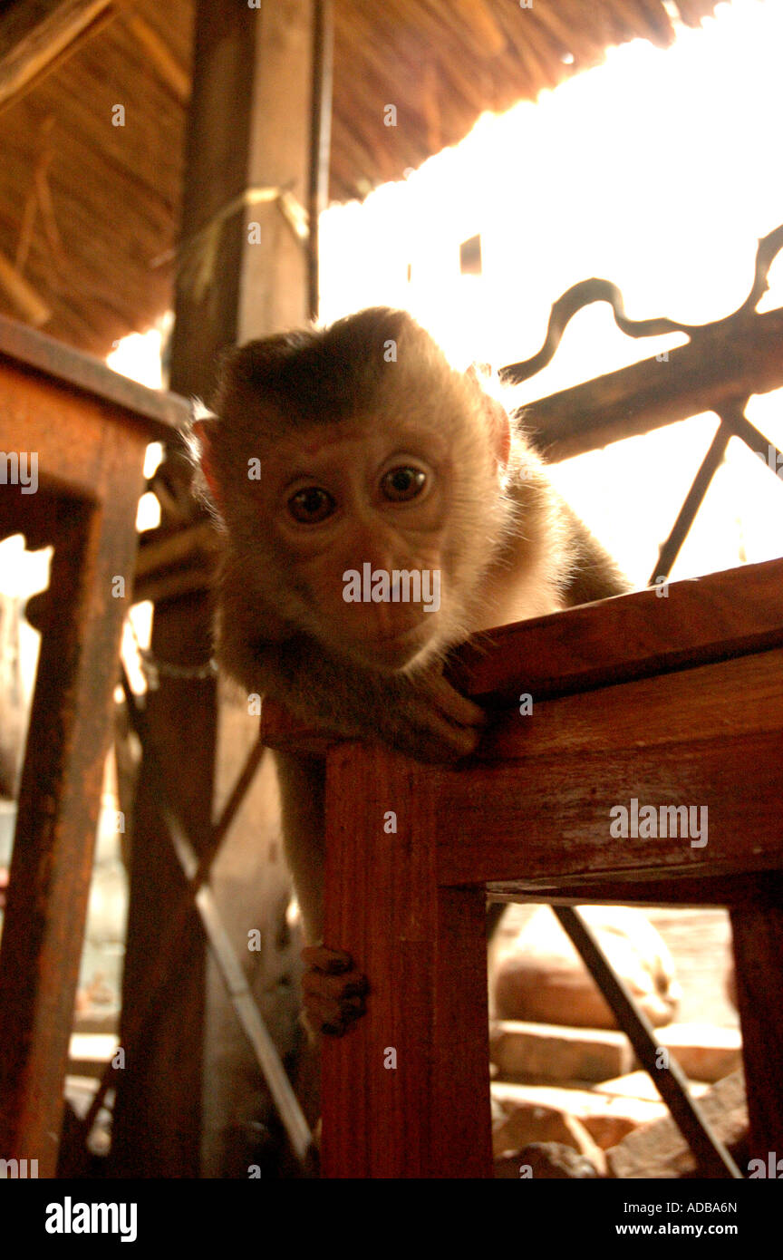A curious baby monkey in Luang Prabang in Laos Stock Photo - Alamy