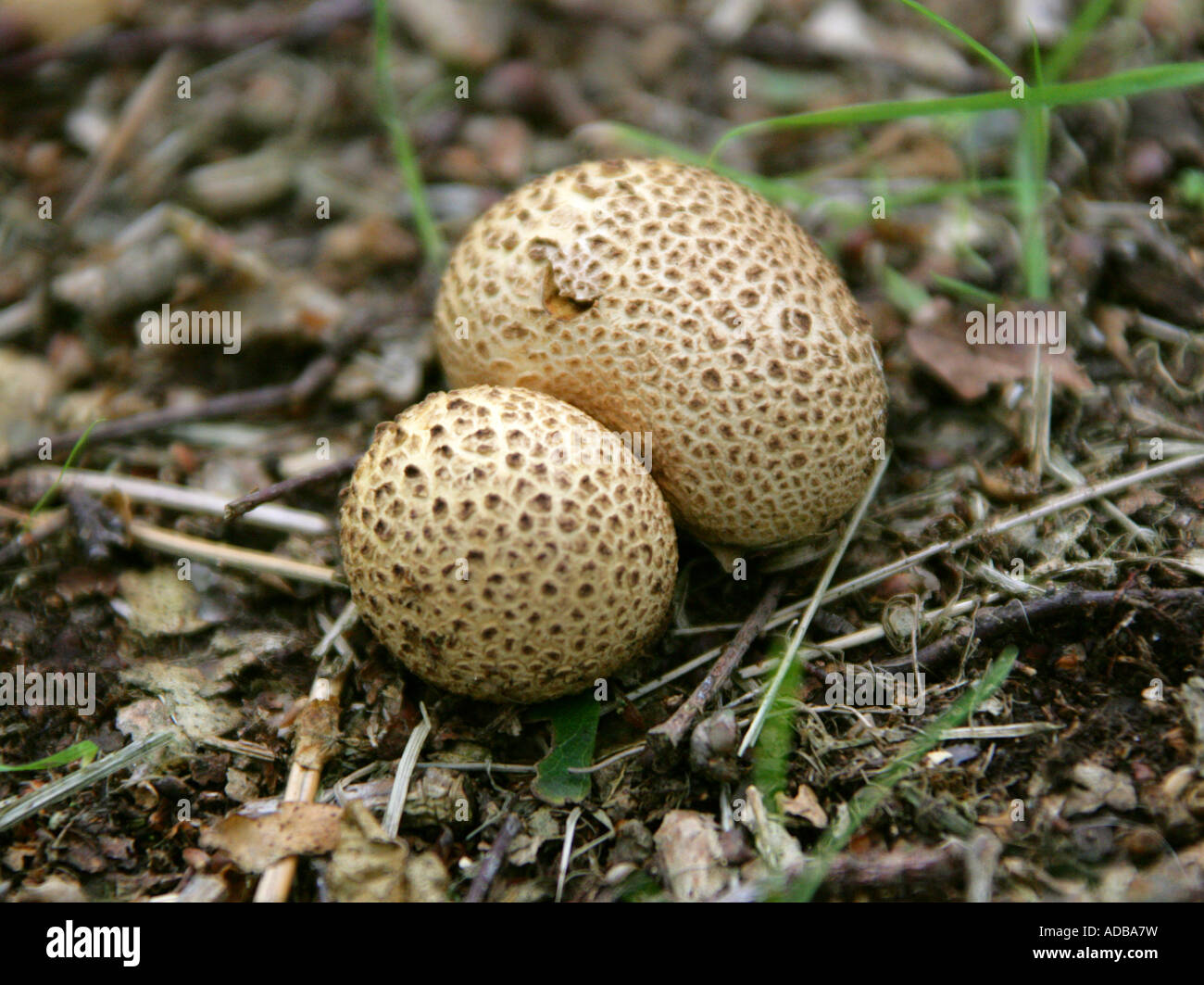 Common Earth Ball Fungus, Scleroderma citrinum, Sclerodermataceae Stock ...