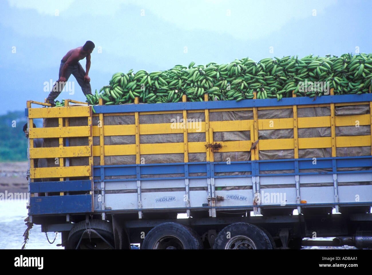 Dole banana hi-res stock photography and images - Alamy