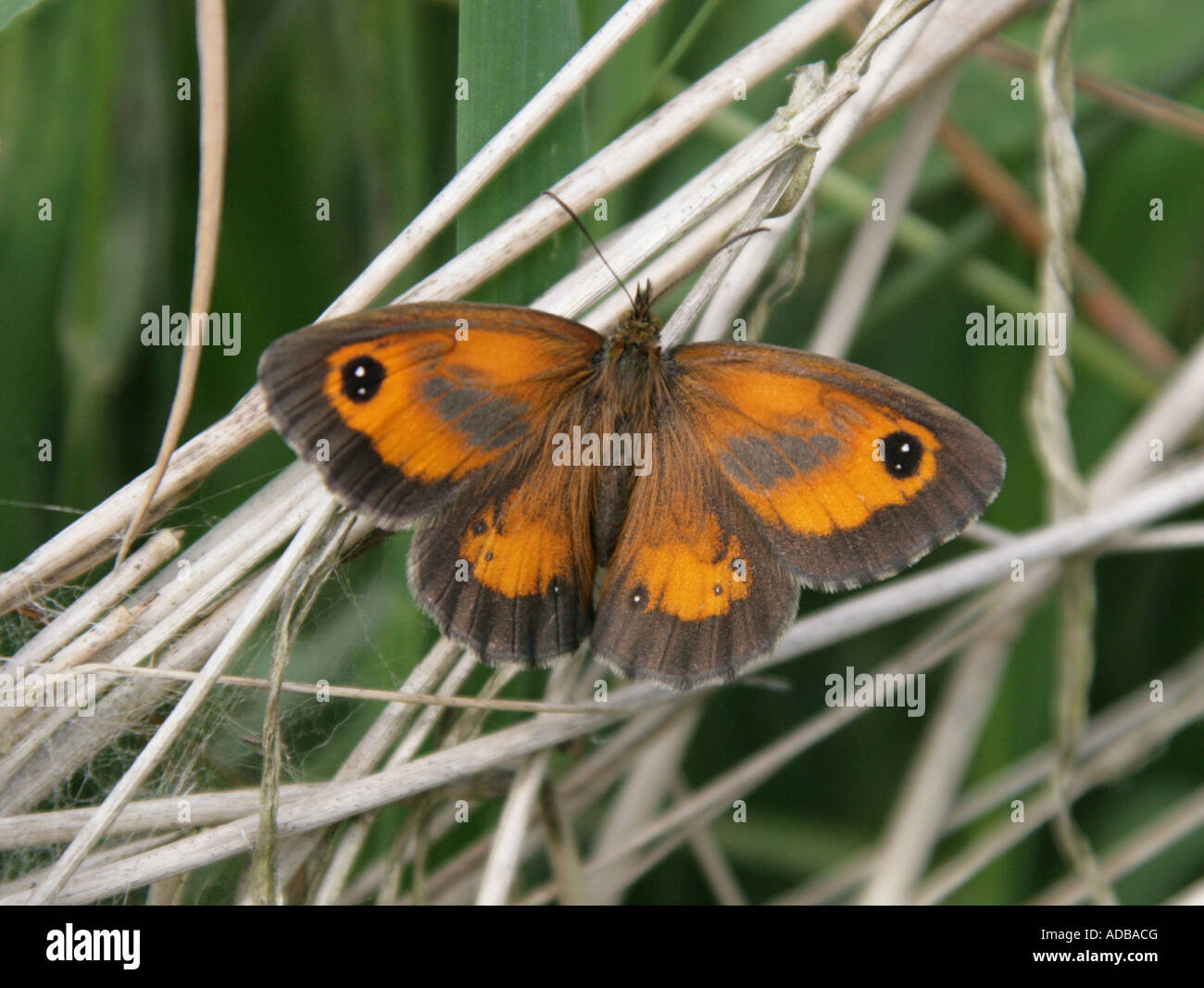 Male gatekeeper butterfly hi-res stock photography and images - Alamy